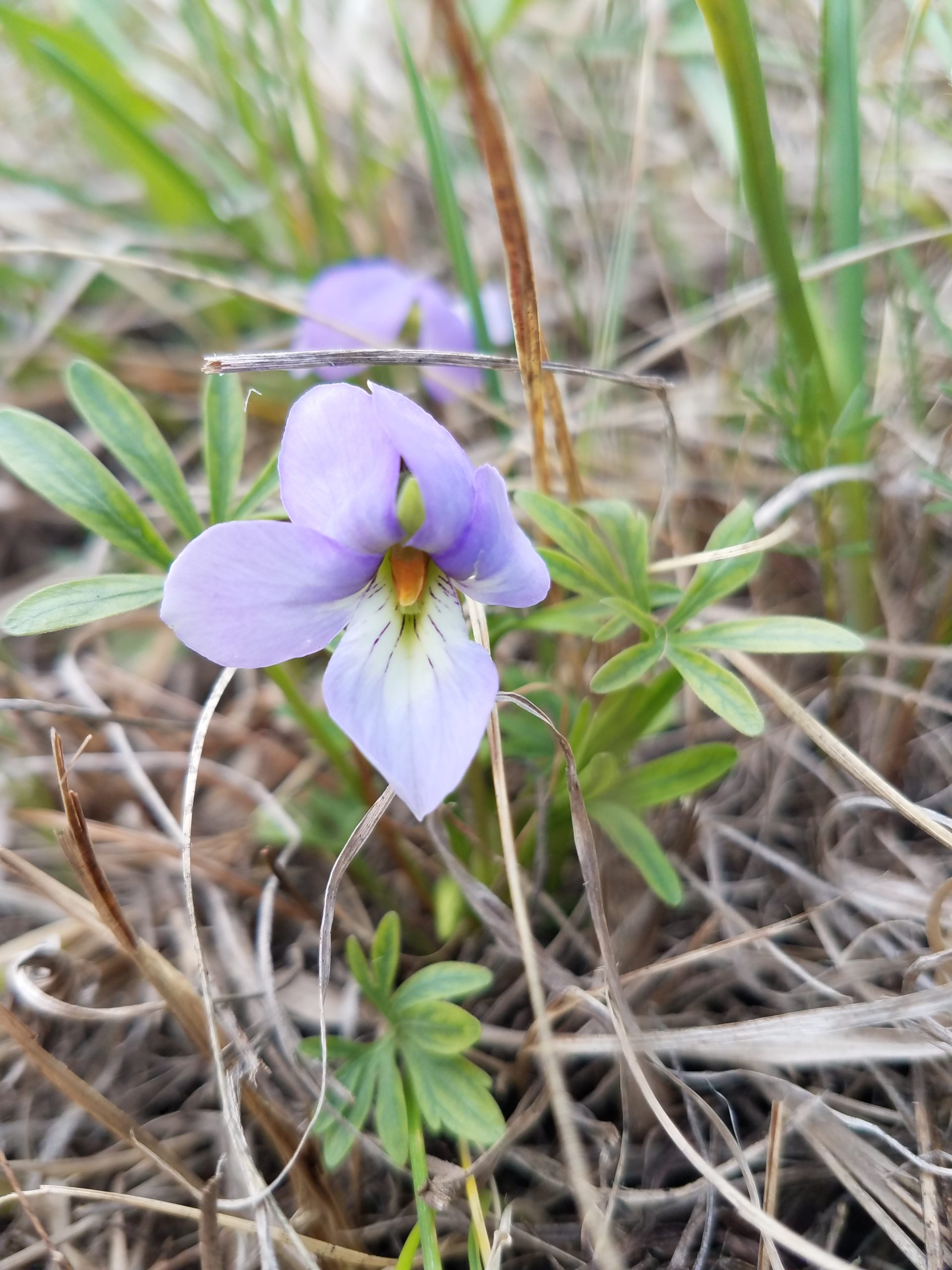 Home - Iowa Native Plant Society