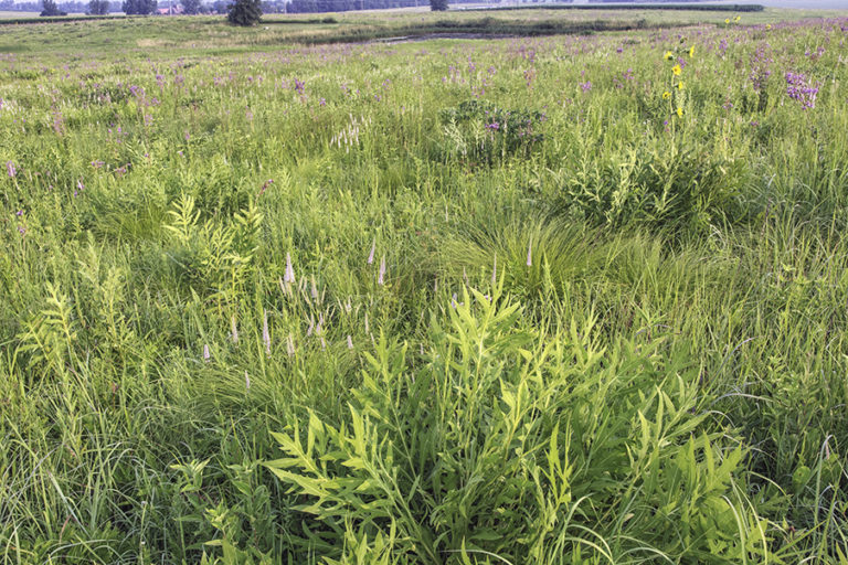 Home - Iowa Native Plant Society