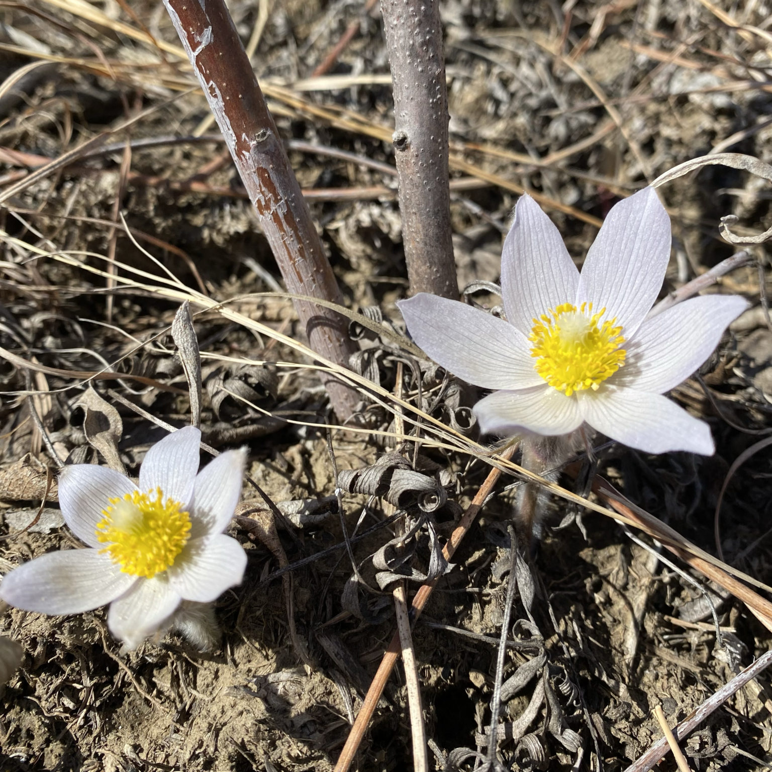 Loess Hills Pasque Flowers 2024 | Iowa Native Plant Society