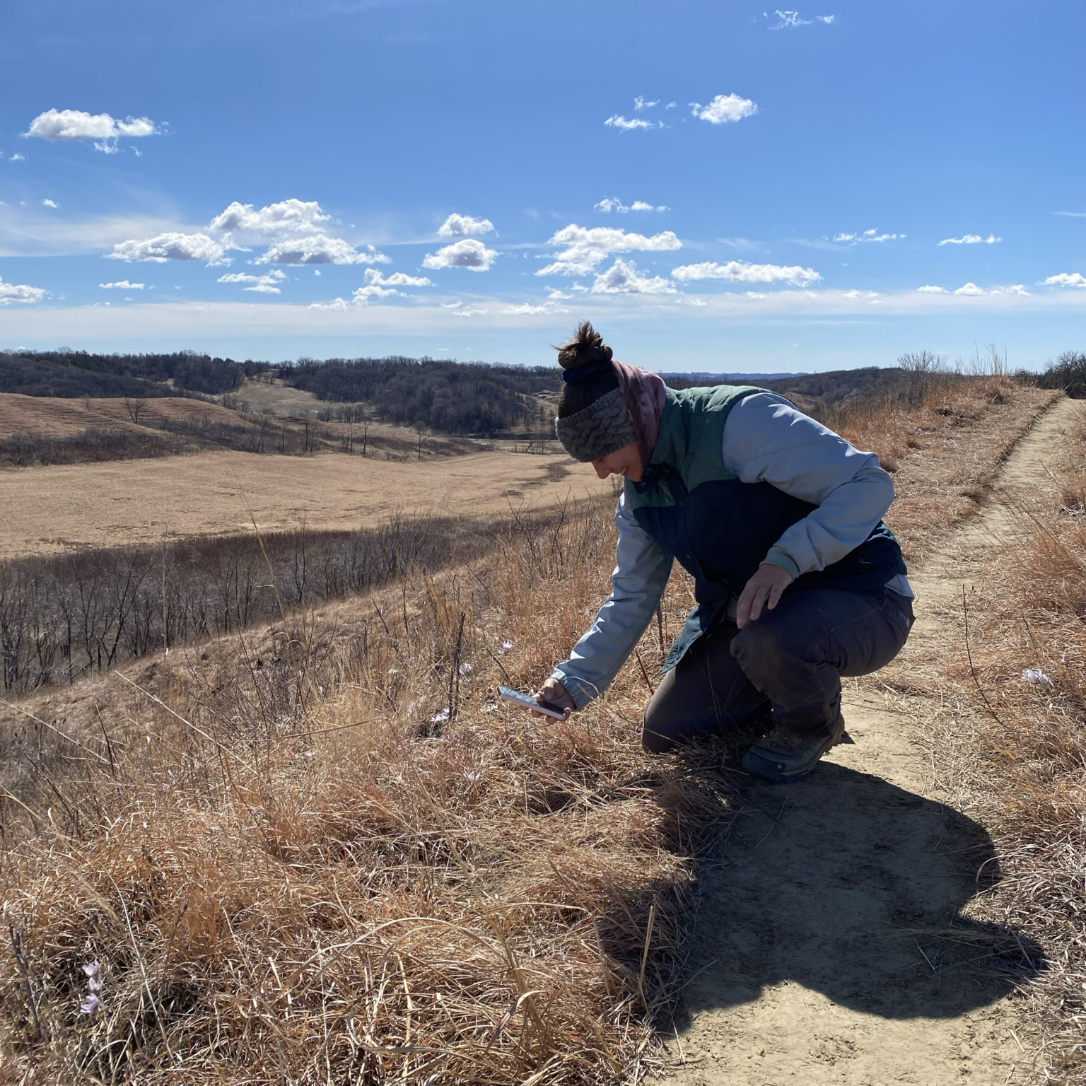 Loess Hills Pasque Flowers 2024 | Iowa Native Plant Society