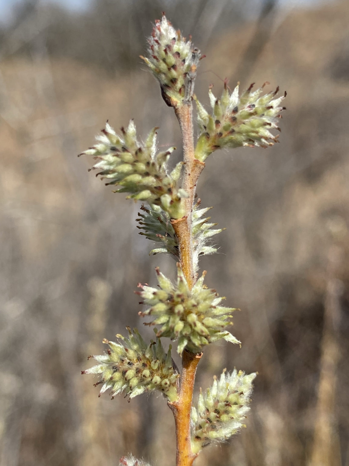 Loess Hills Pasque Flowers 2024 | Iowa Native Plant Society