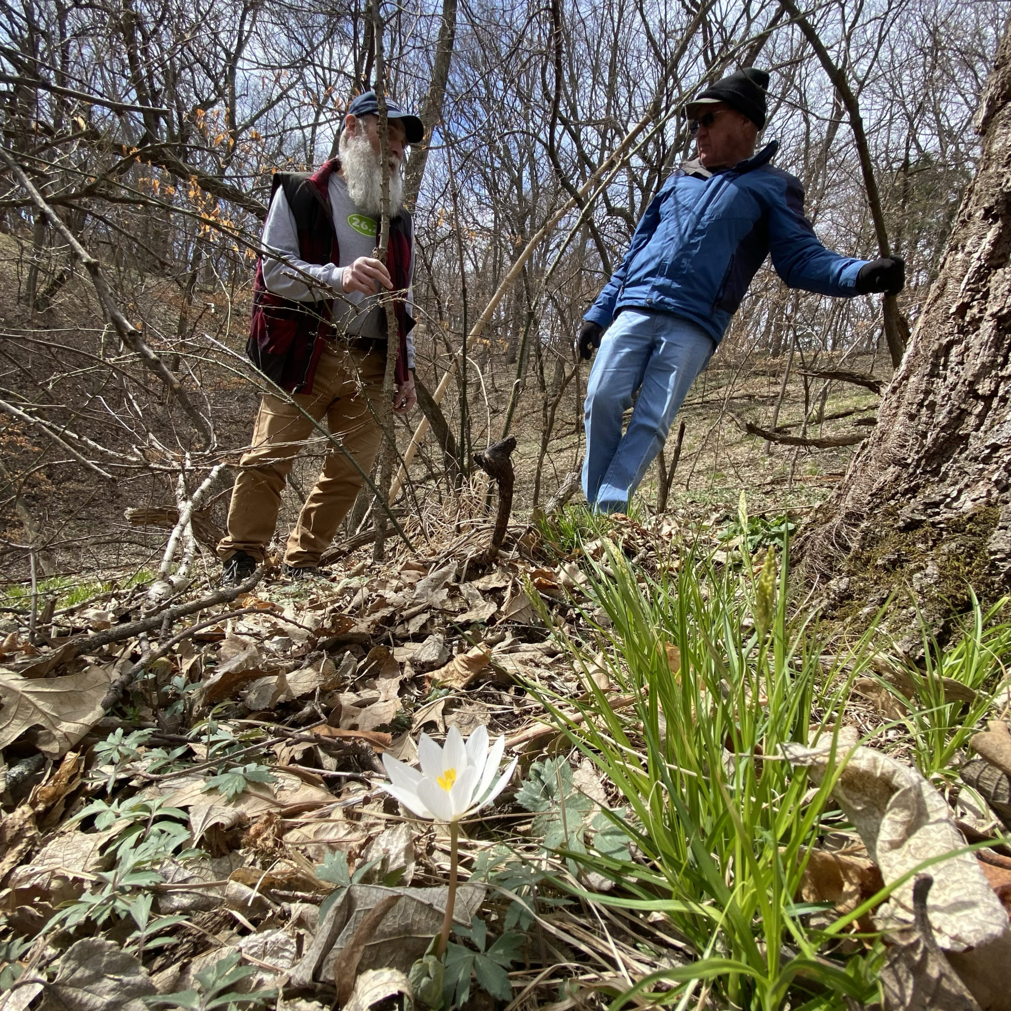 Loess Hills Pasque Flowers 2024 | Iowa Native Plant Society