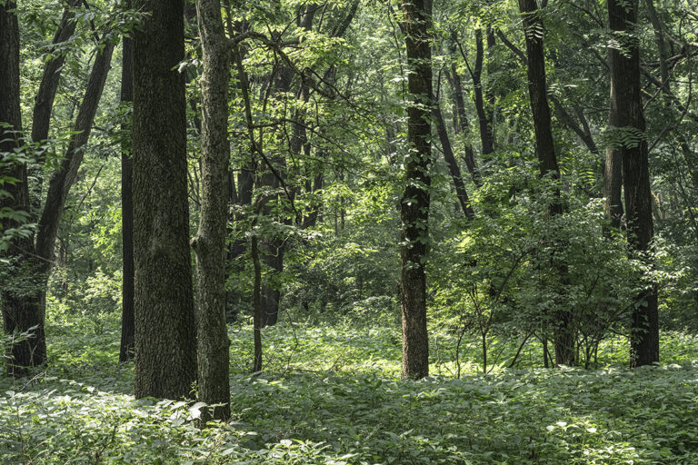 Home - Iowa Native Plant Society